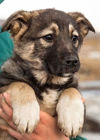 Сонечка ищет дом