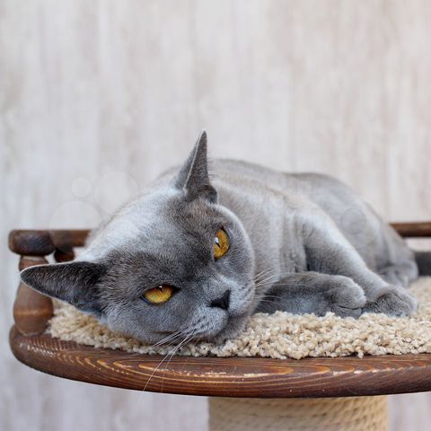 Европейская бурма голубая кошка