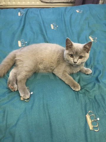 Британский котенок 4 мес